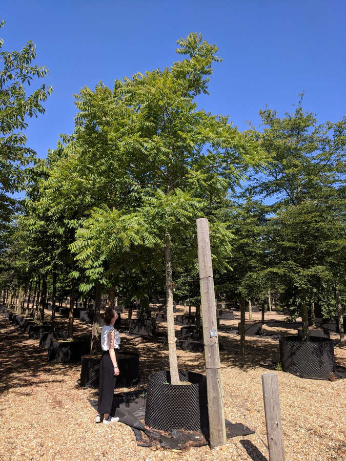 Juglans nigra - Black Walnut - Deepdale Trees