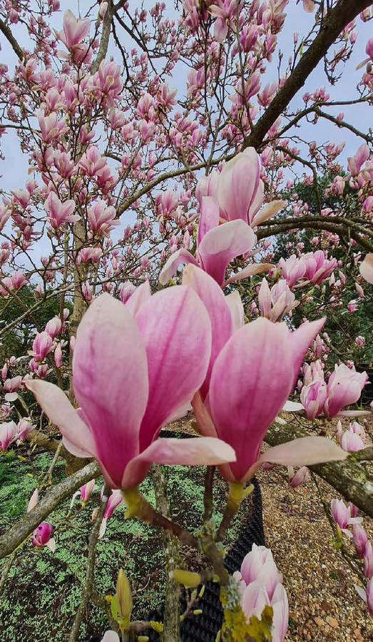 Magnolia soulangiana - Saucer magnolia - Deepdale Trees