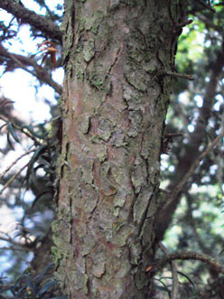 Taxus Baccata (Common Yew / English Yew)