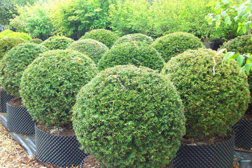 Taxus Baccata (Common Yew / English Yew)