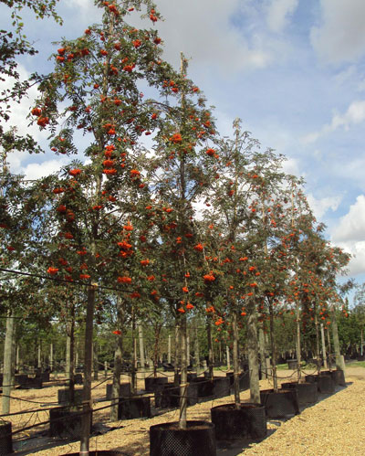 Sorbus aucuparia - Mountain Ash / Rowan