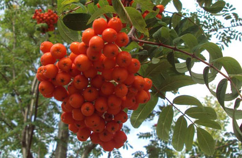 Sorbus aucuparia - Mountain Ash / Rowan