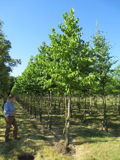 Corylus colurna - Alchetron, The Free Social Encyclopedia