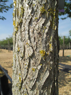 Corylus colurna - Turkish Hazel