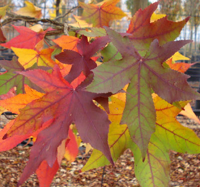 Liquidambar styraciflua - Sweet Gum