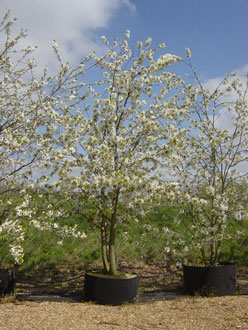 Prunus avium Plena / Double Gean / Double flowered Wild Cherry