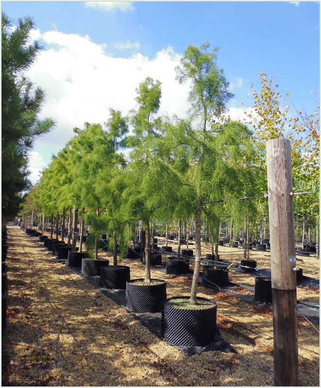 Taxodium ascendens Nutans - Pond Cypress