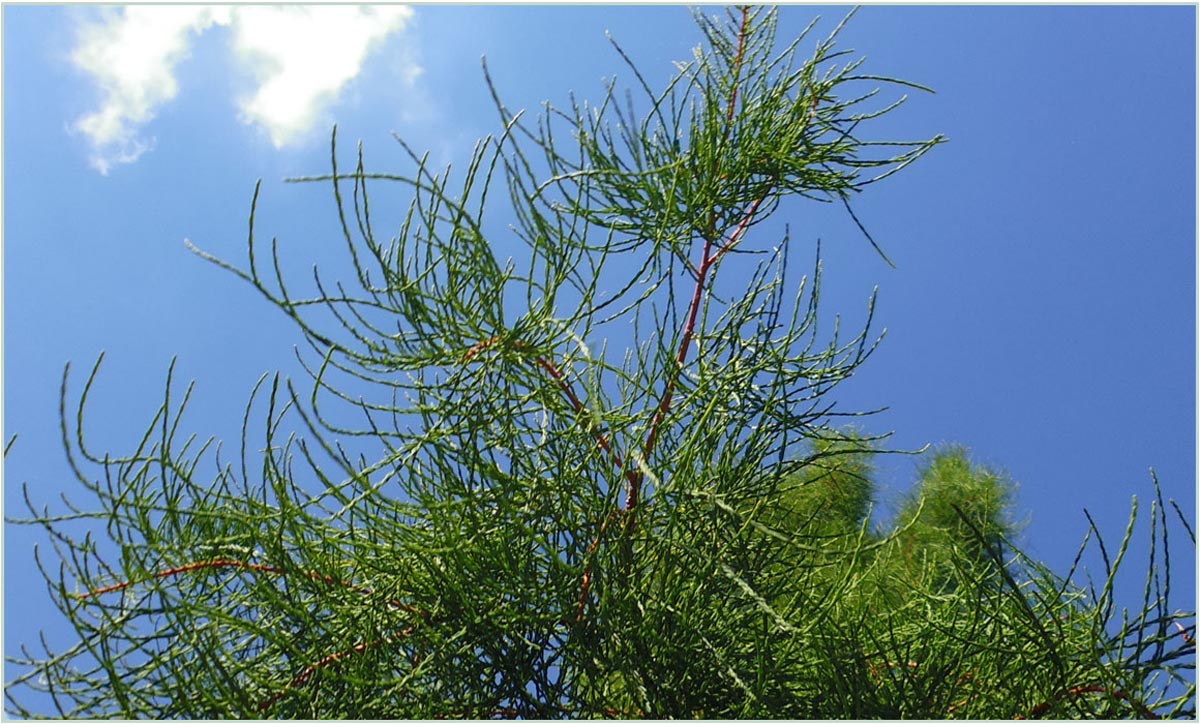 Taxodium ascendens Nutans - Pond Cypress