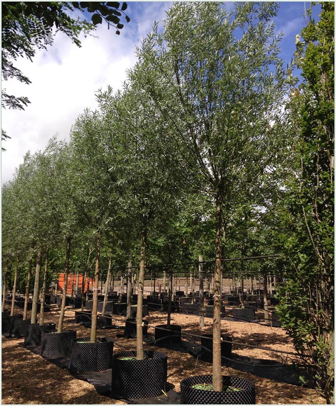 Salix alba - White Willow tree