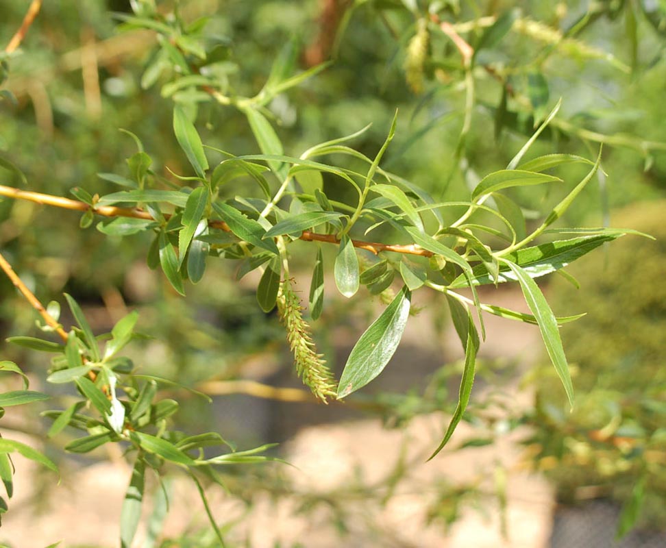 Salix Alba Willow – White Willow Tree – YRCKY