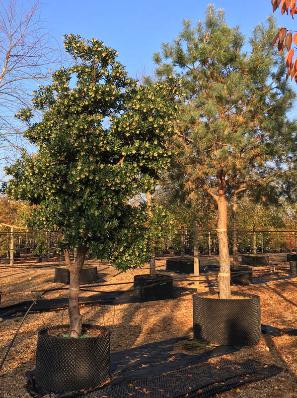 Arbutus unedo - Strawberry tree