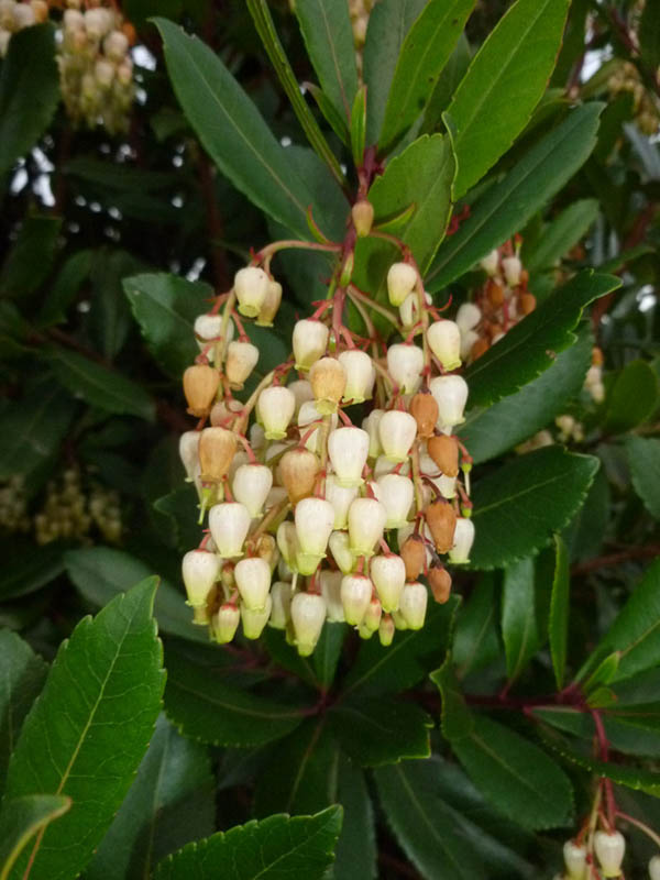 Arbutus unedo - Strawberry tree