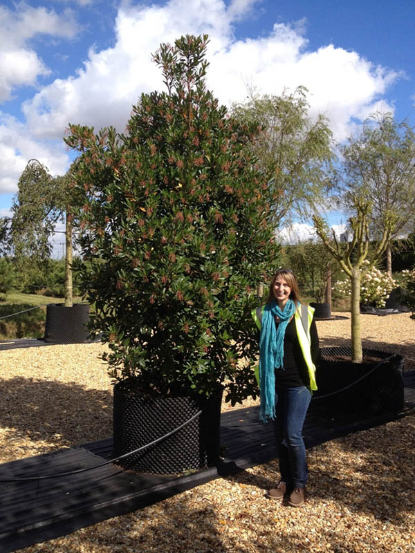 Arbutus unedo - Strawberry tree