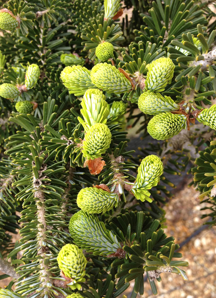 Abies koreana - Korean Fir