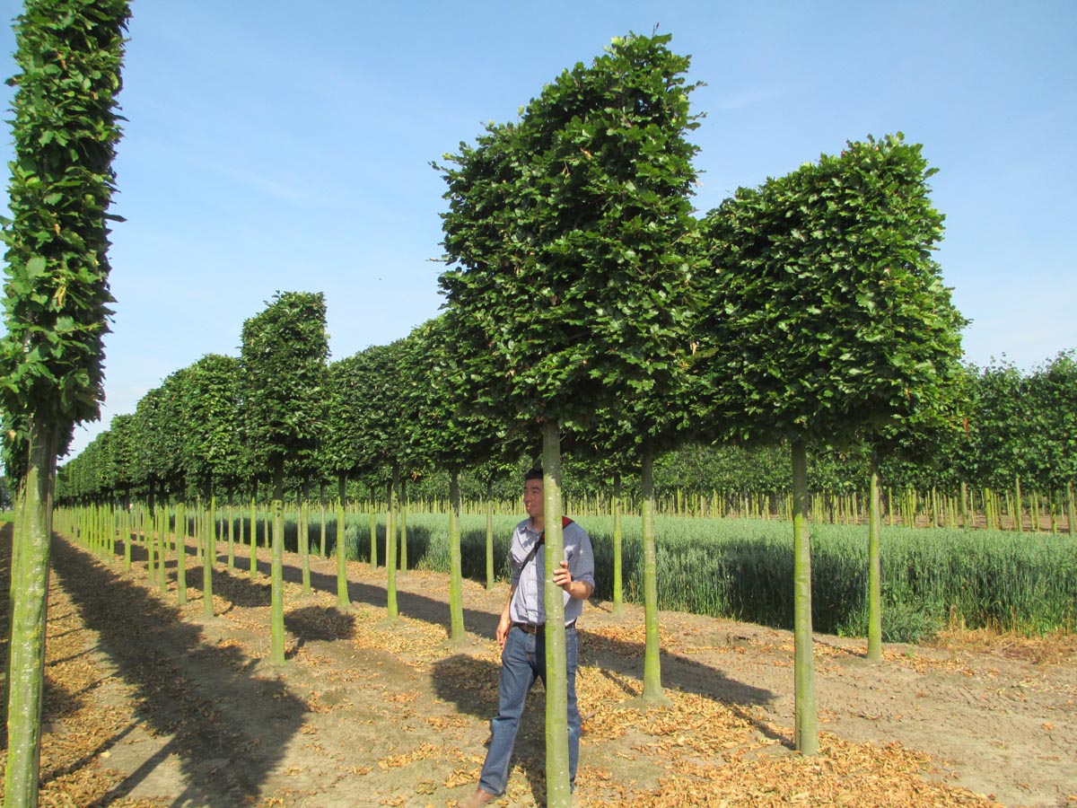 Fagus sylvatica - Common Beech