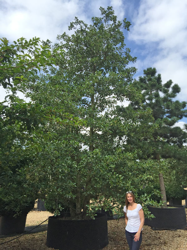 Alnus glutinosa - Common Alder