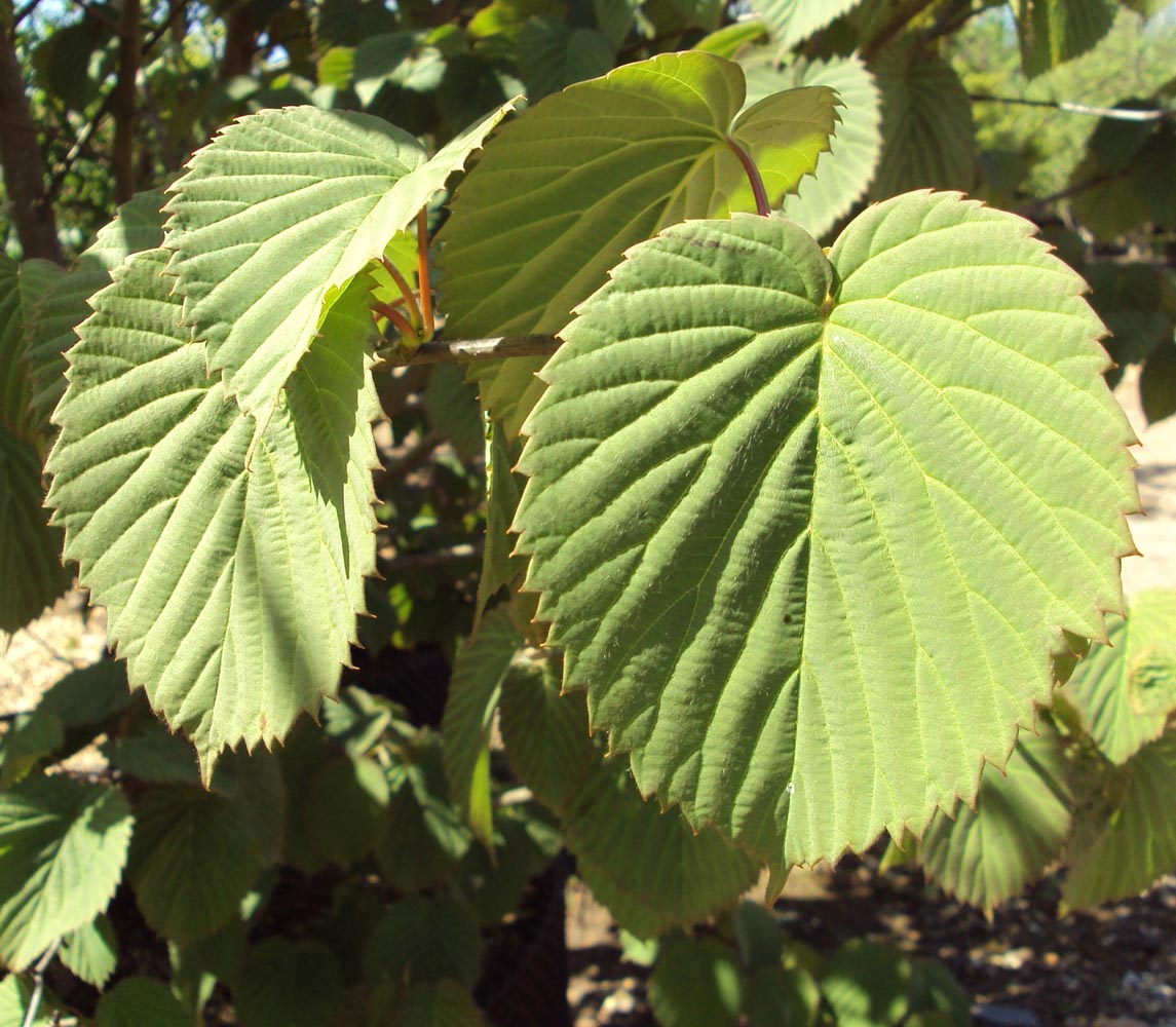 Davidia involucrata - Handkerchief Tree or Dove Tree