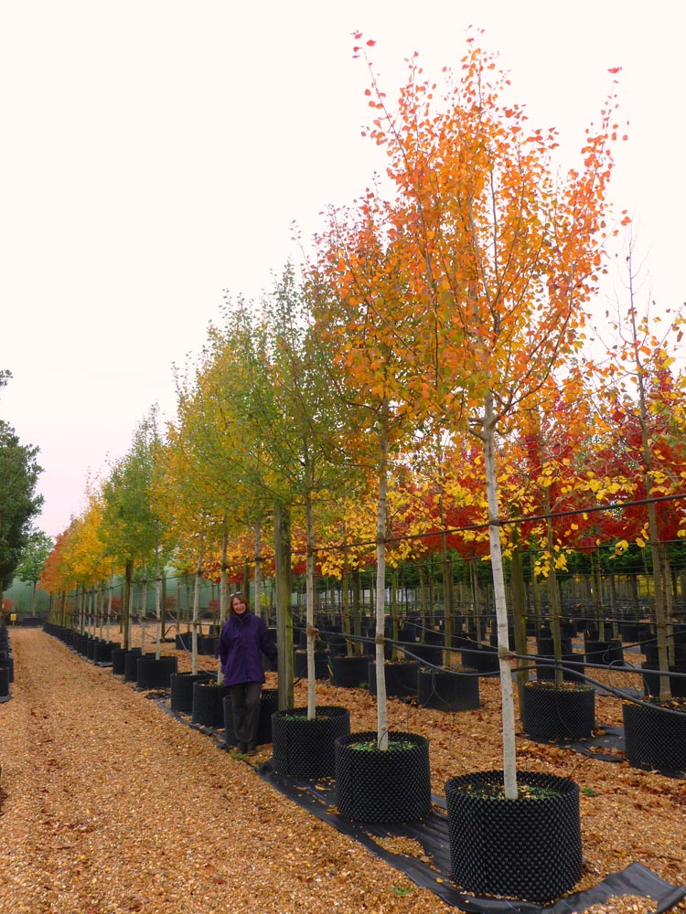 Populus tremula - Aspen