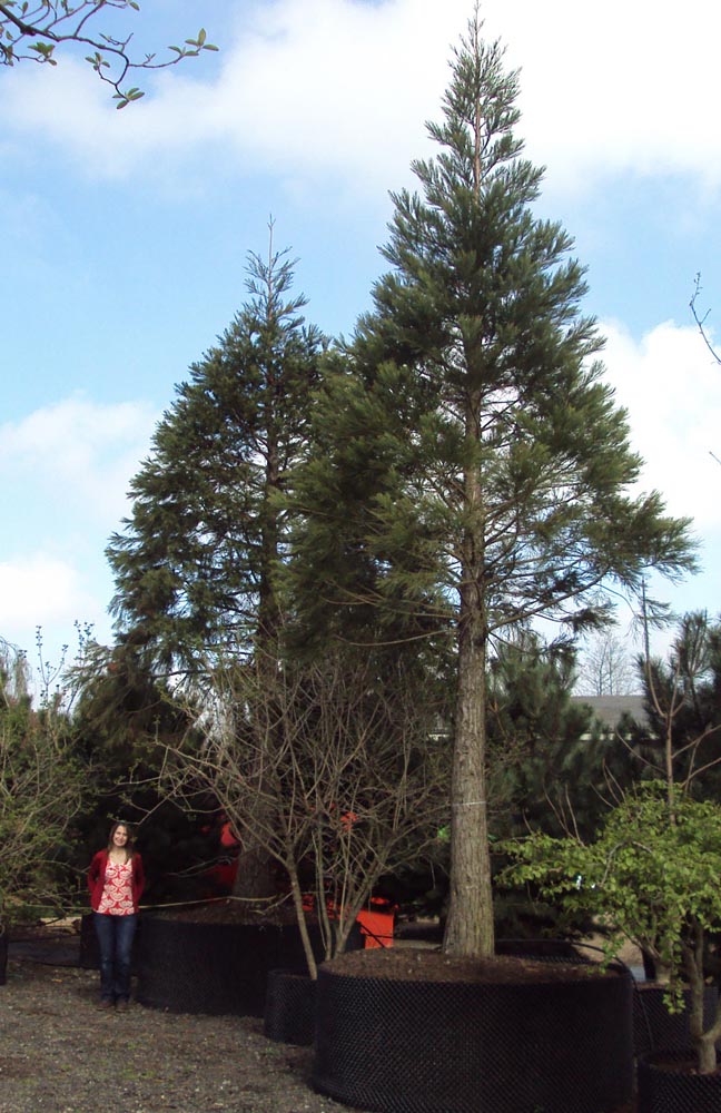 Sequoiadendron giganteum - Big Tree, Wellingtonia