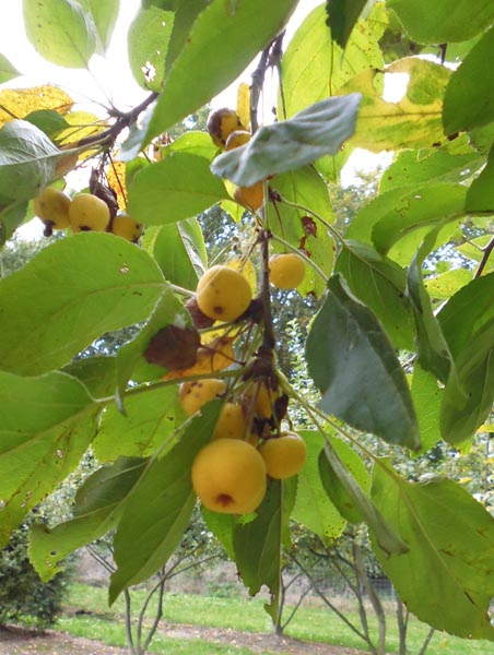 Malus Wintergold - Crab Apple