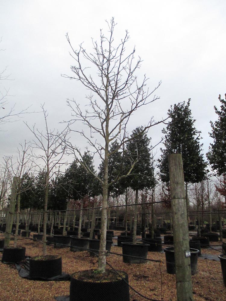 Juglans regia - Common Walnut